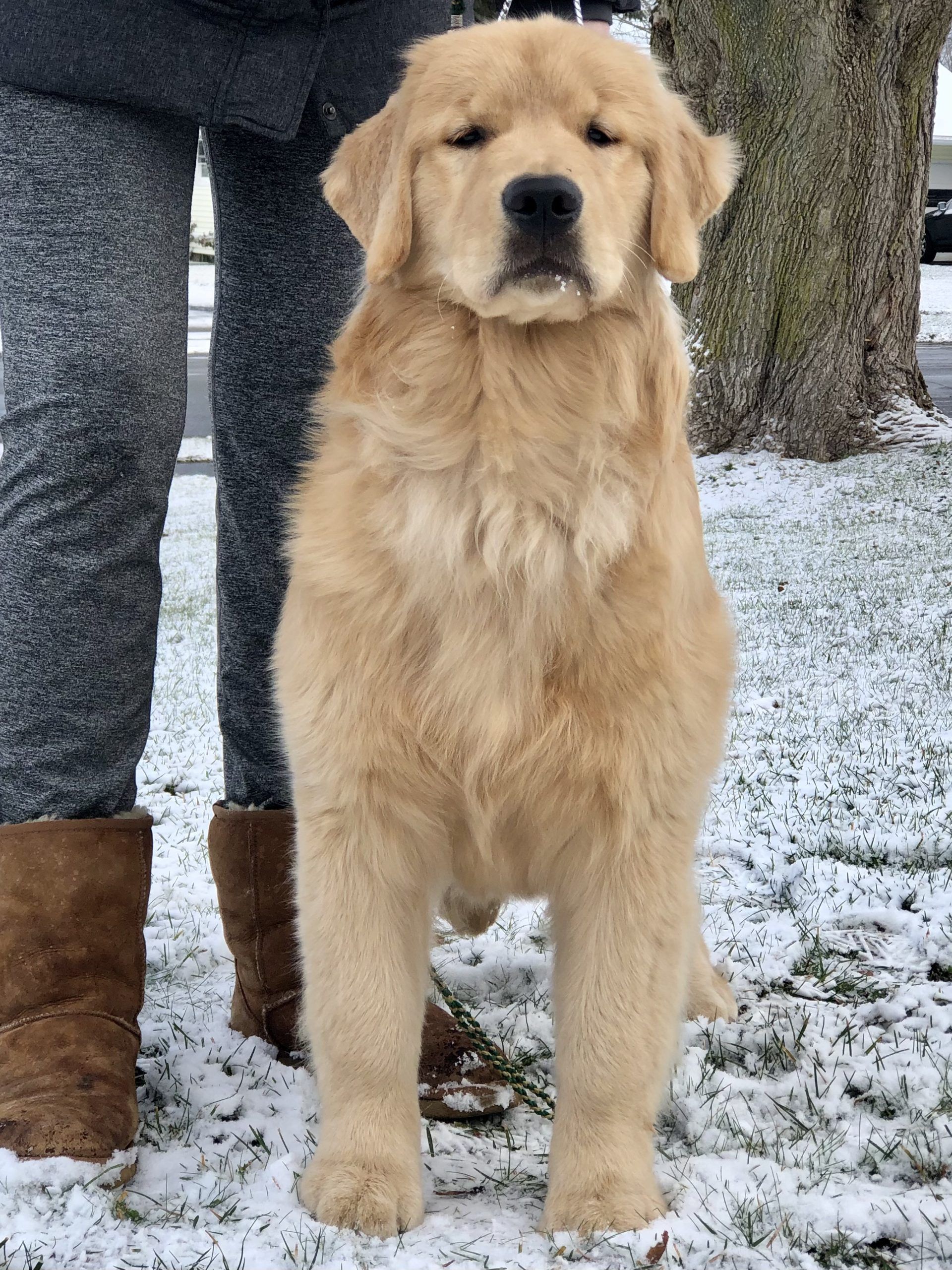 Our Girls – Rustic Golden Retrievers &, Australian Shepherds